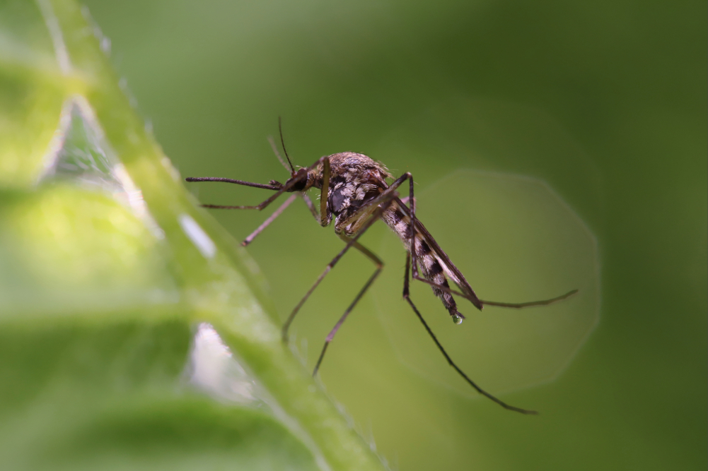 Preventing Mosquito-Borne Illness - Florida Department of Health in ...